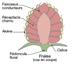 Voyage au cœur des fruits