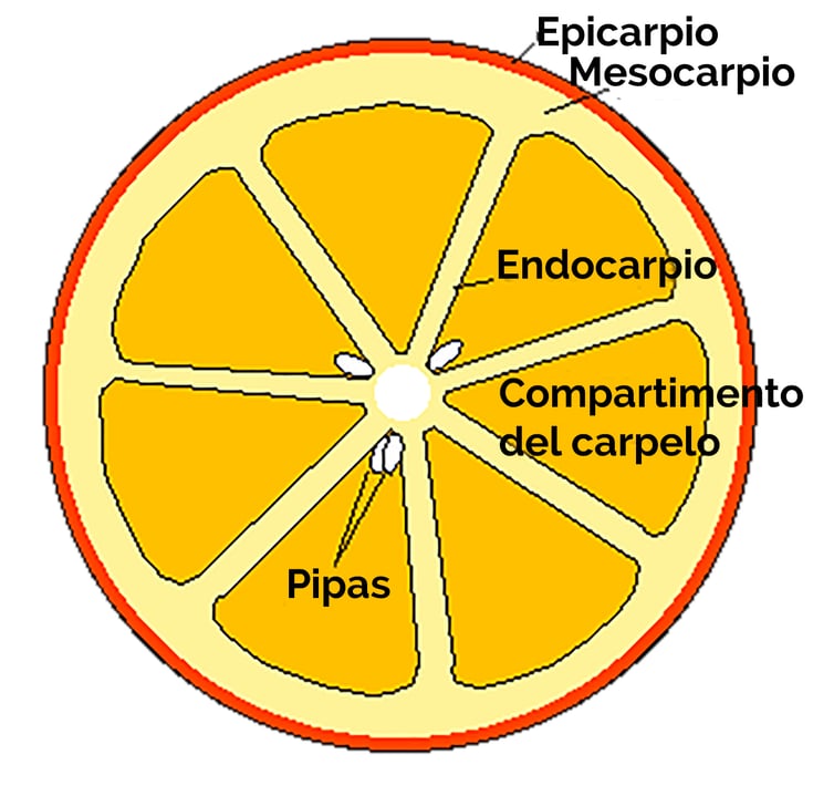 Viaje al corazón de la fruta